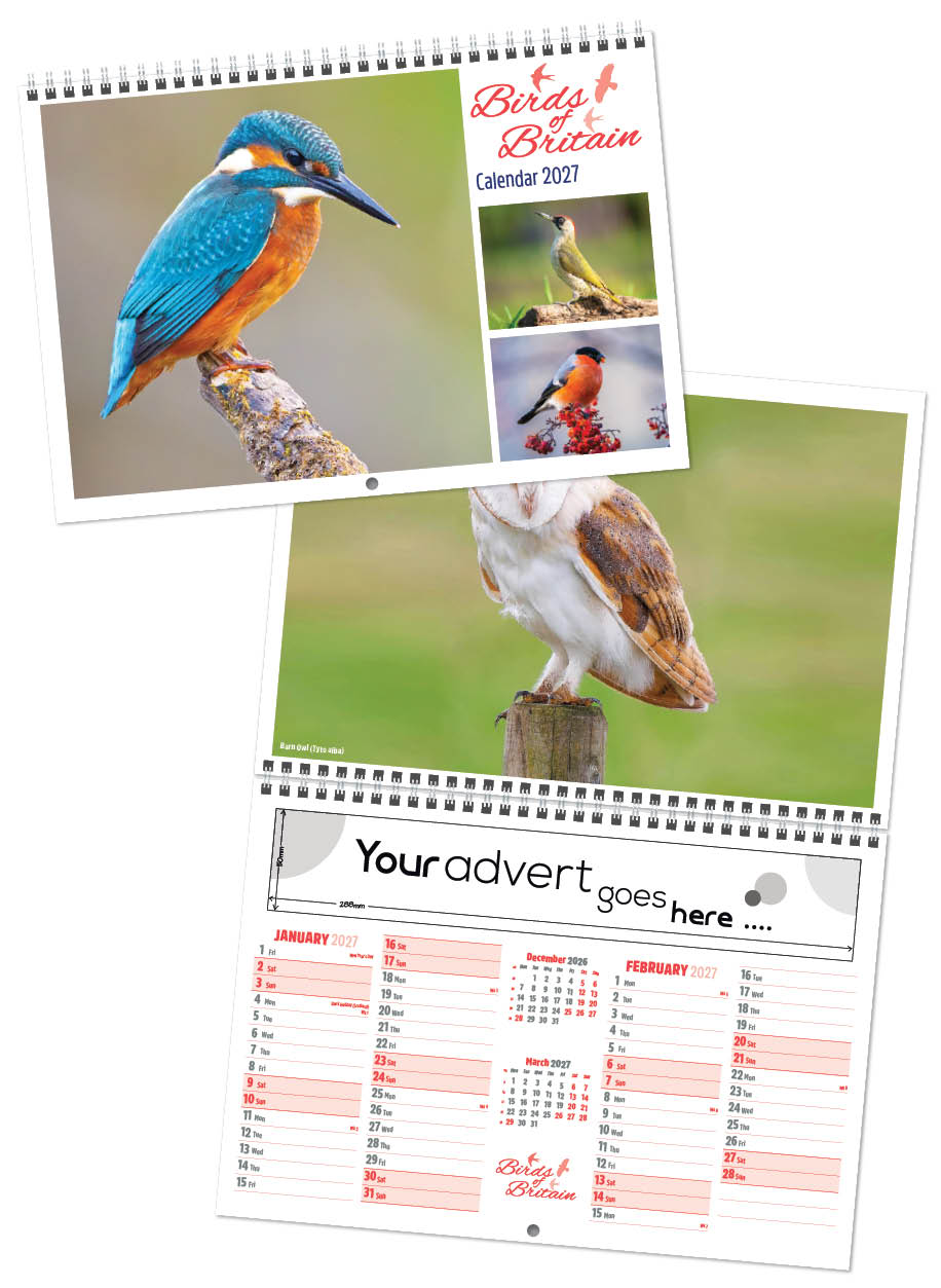 Birds of Britain Central Wiro Wall Calendar 2026 - Think Promote