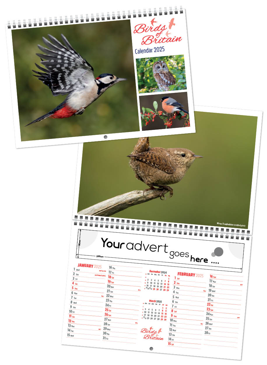 Birds of Britain Central Wiro Wall Calendar 2025 - Think Promote